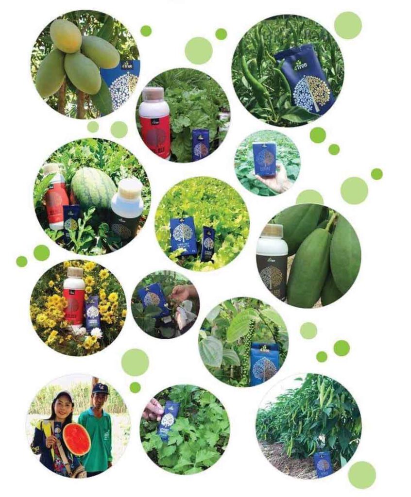 4Tree Bio จุลิทรีย์เพื่อเพิ่มผลผลิต เพิ่มแป้งและน้ำตาลให้กับพืช เพิ่ม ...