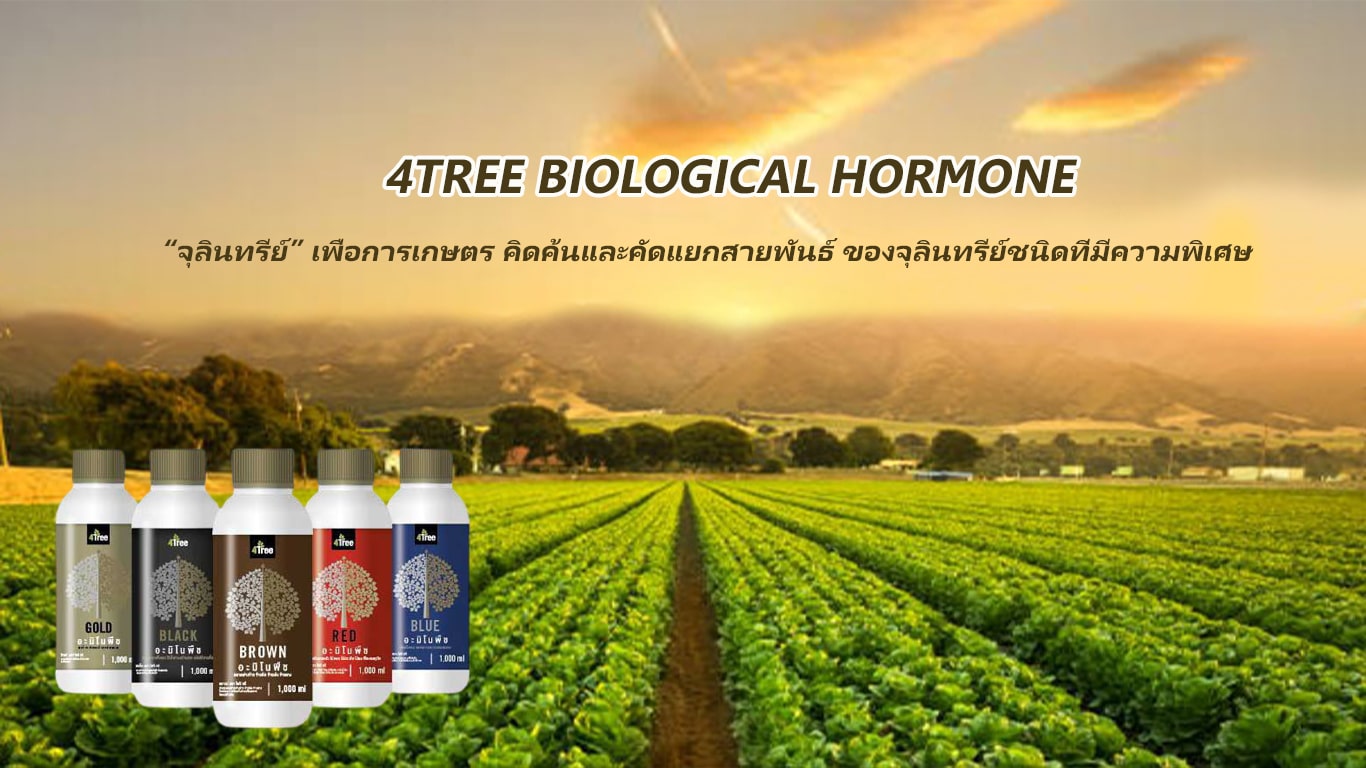 4Tree Bio จุลิทรีย์เพื่อเพิ่มผลผลิต เพิ่มแป้งและน้ำตาลให้กับพืช เพิ่ม ...
